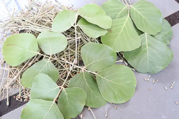 Butea Monosperma Leaves Isolated Wood Background — Stock Photo ...