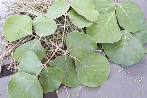 Butea Monosperma Leaves Garland Isolated Wood Background — Stock Photo ...