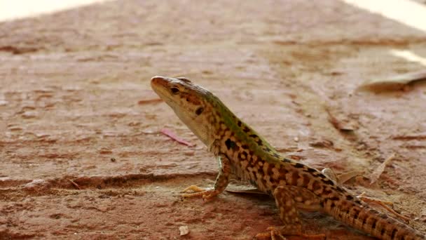 Vidéos pour Chasse aux reptiles, Chasse aux reptiles clips vidéo HD ...