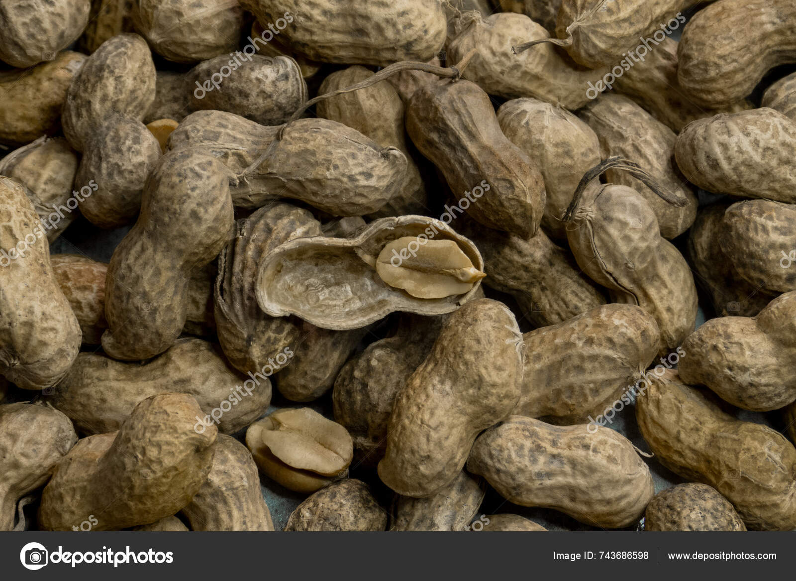 Peanut Centered Middle Open Middle Shell Top Many Peanuts Scattered ...