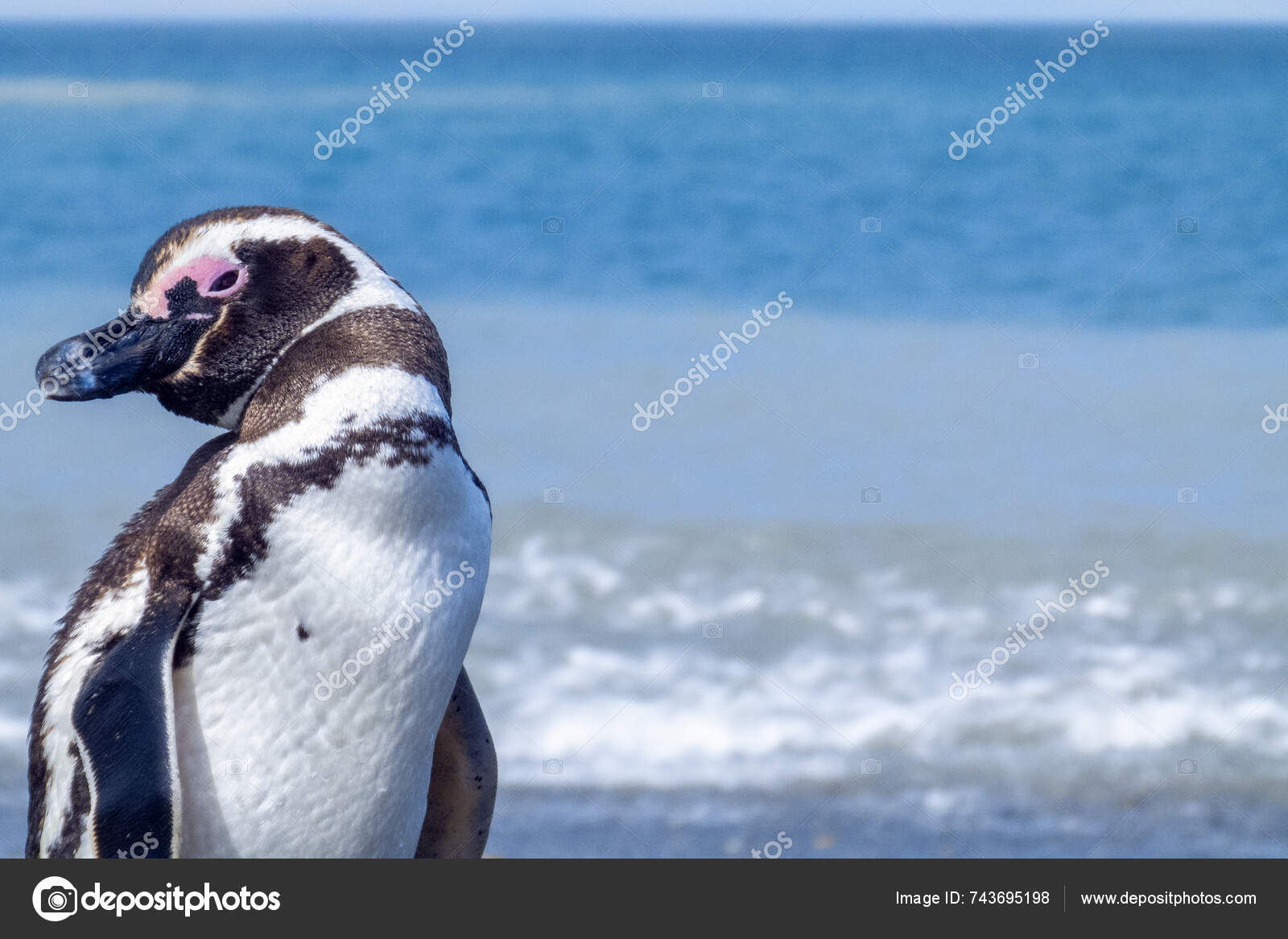 Crooked Curious Look Patagonian Penguin Expression Attention Curiosity ...