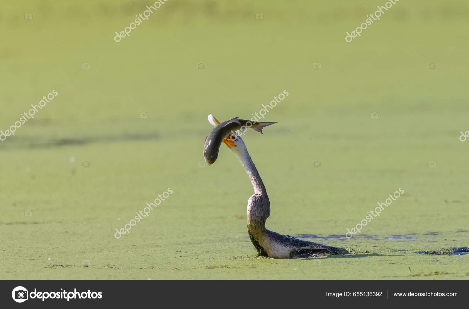 Oriental Darter Anhinga Melanogaster Snake Bird Fishing River Stock ...