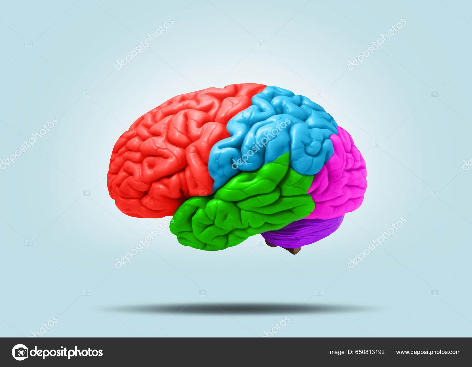 Creative Brain Colored Lobes Blue Background Creative Idea Thinking ...