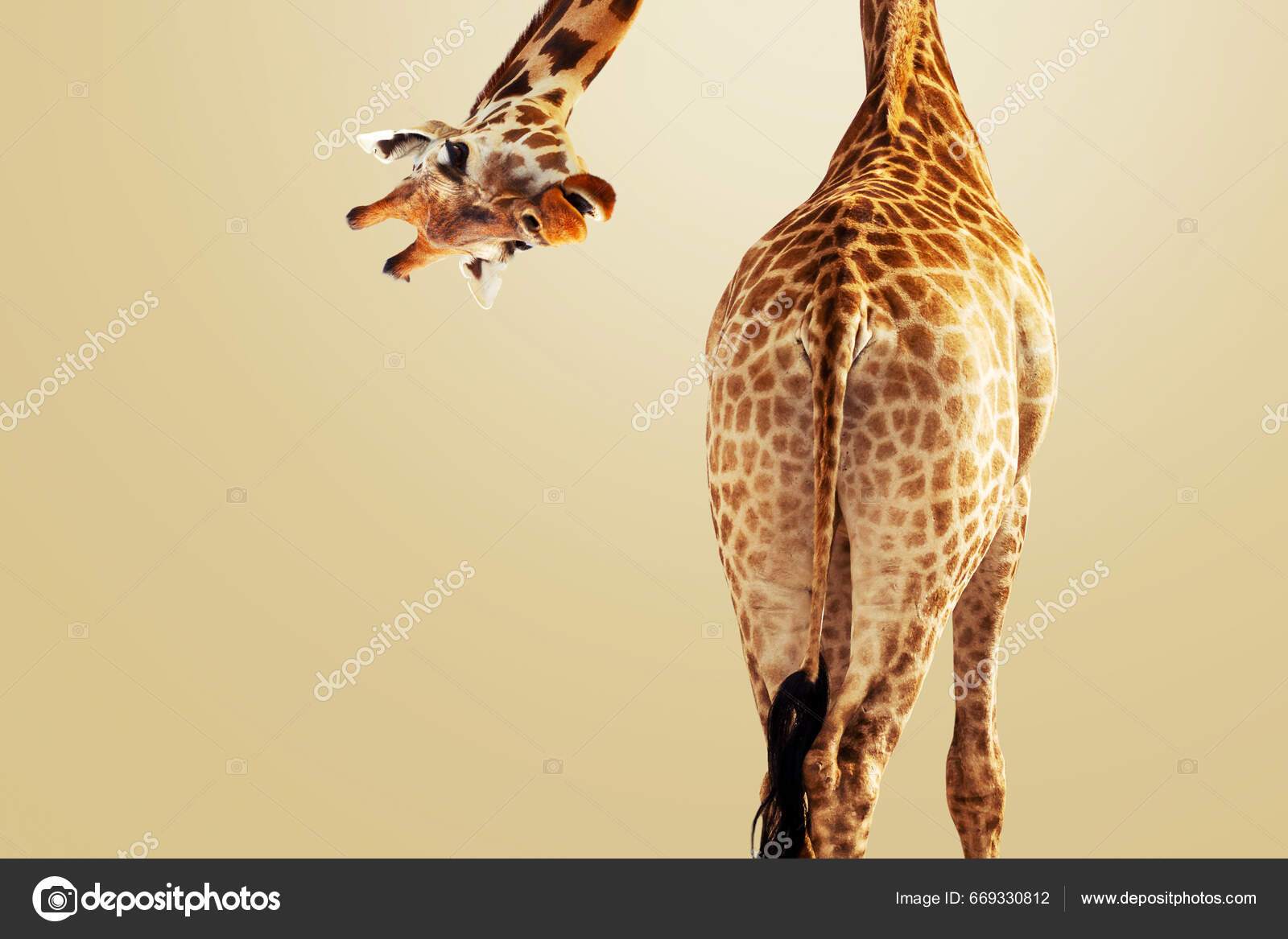 Creative Giraffe Looking Camera Brown Background Rear View Creative ...