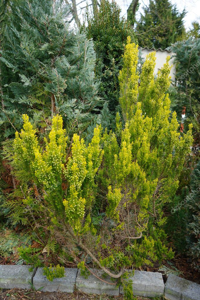 Erica arborea floreciente en primavera. Erica arborea es una especie de ...