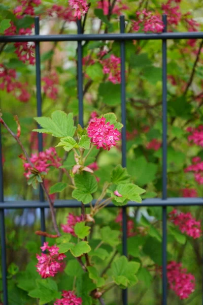 Ribes sanguineum blooms with beautiful pink-red flowers in April. Ribes ...