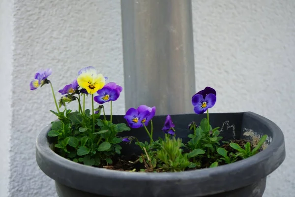 Viola x cornuta flowers in a hanging pot on a water pipe in April ...