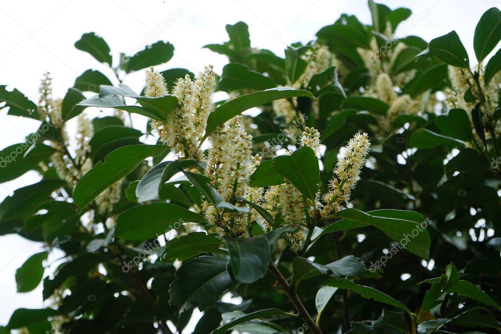 Prunus laurocerasus in May. Prunus laurocerasus, also known as cherry ...