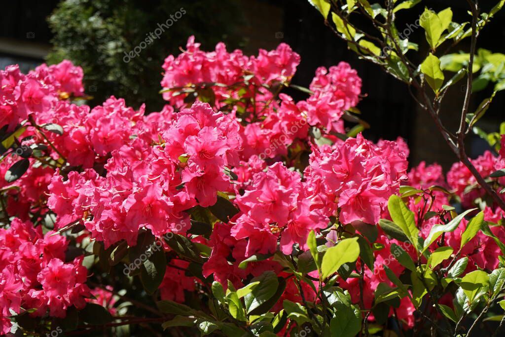 Red Rhododendron blooms in the garden in May. Rhododendron is a very ...