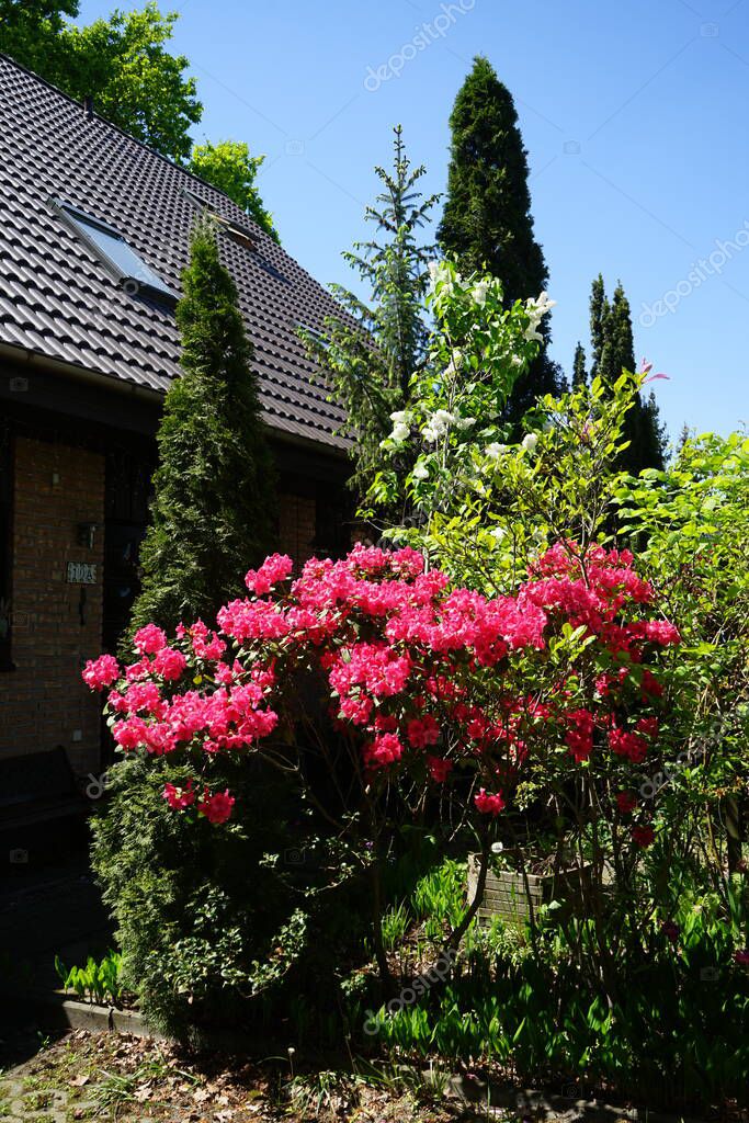 Red Rhododendron blooms in the garden in May. Rhododendron is a very ...