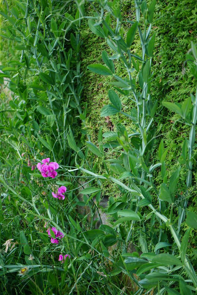 Lathyrus latifolius with pink flowers in June. Lathyrus latifolius, the ...
