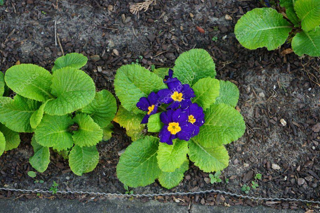Primula vulgaris florece con flores azules en el jardín en mayo ...