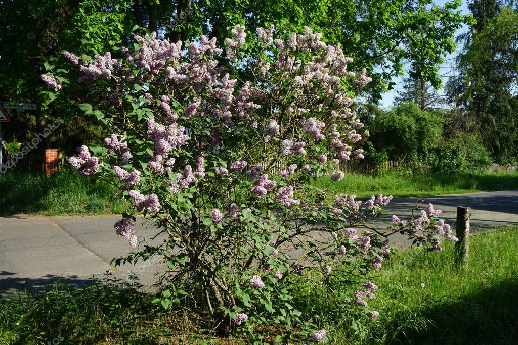 Bush de rosa lila florece en mayo. Syringa vulgaris es una especie de ...