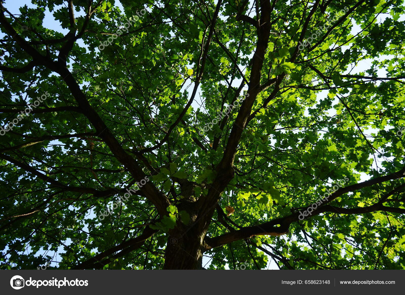 Oak Tree Grows June Oak Tree Shrub Genus Quercus Beech Stock Photo by ...
