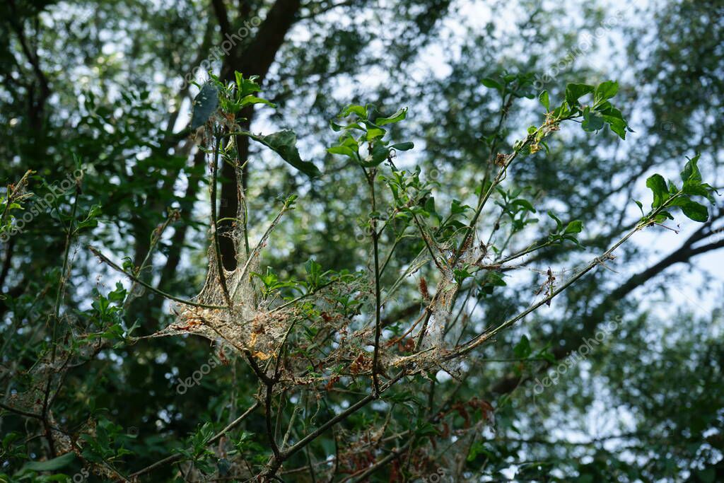 Plantas plagas. Las larvas de la polilla Ermine tienden a formar redes ...