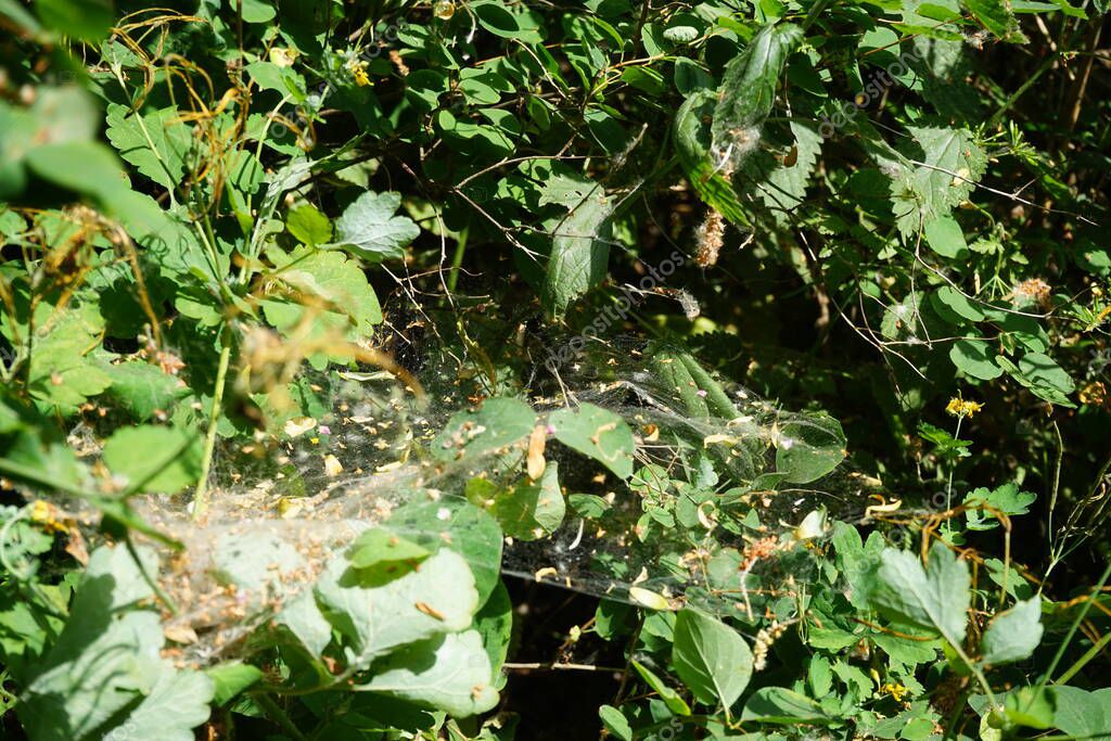Plantas plagas. Las larvas de la polilla Ermine tienden a formar redes ...