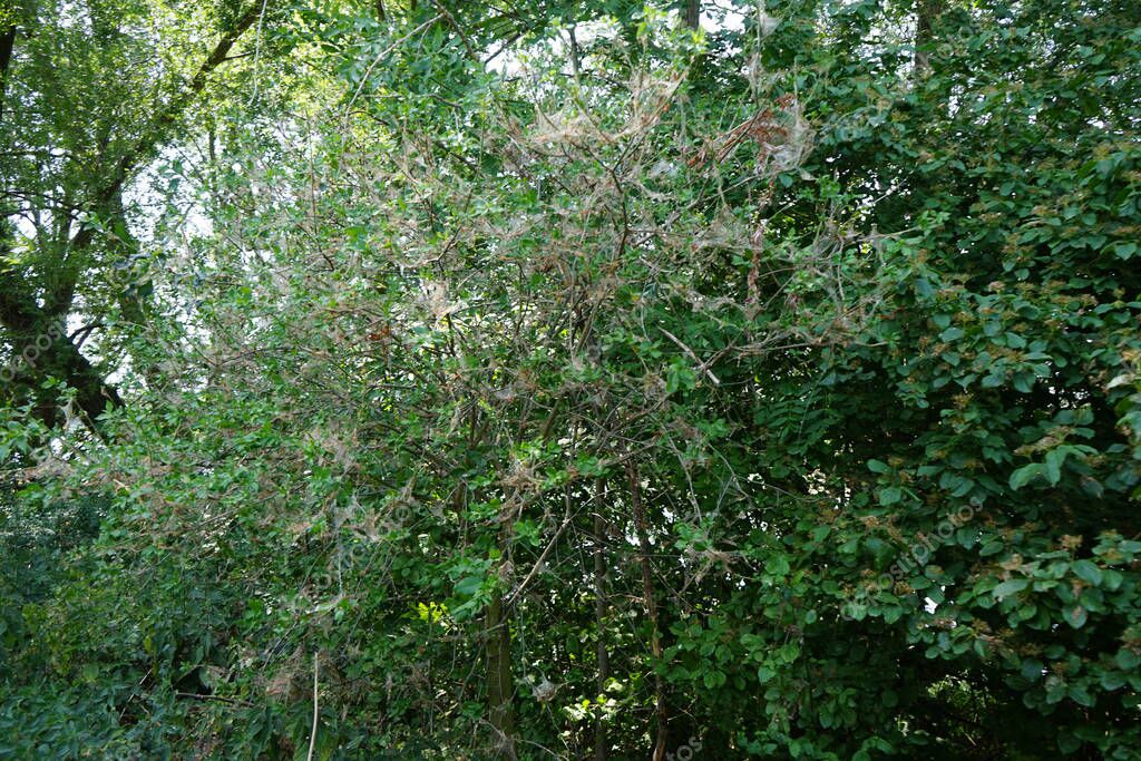 Plantas plagas. Las larvas de la polilla Ermine tienden a formar redes ...