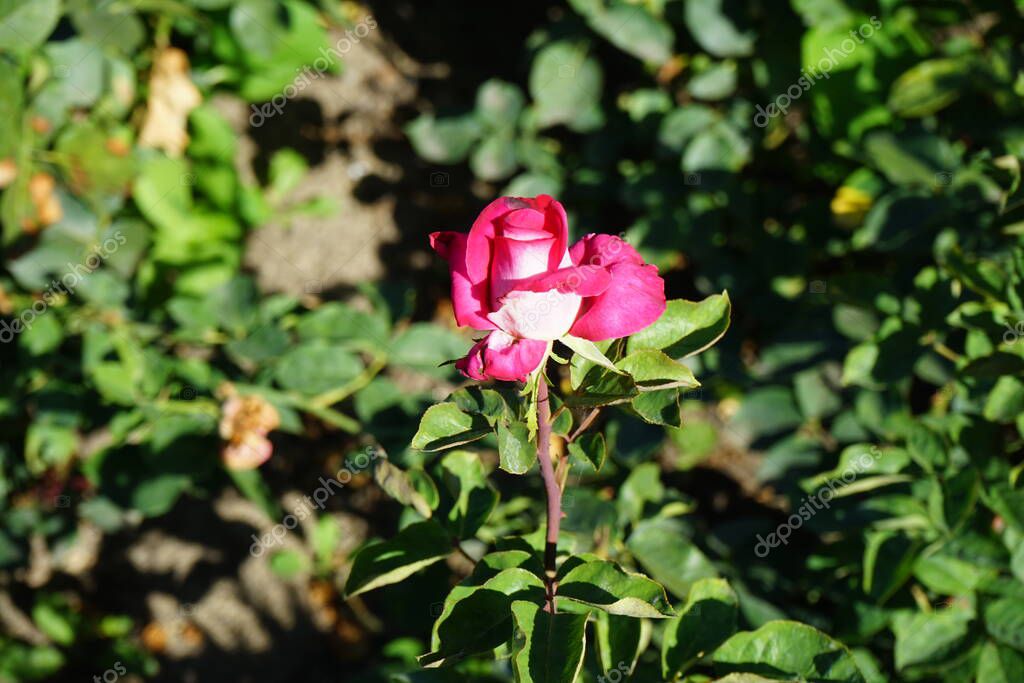 Rose 'Acapella' florece con flores de color rosa-blanco en julio en el ...