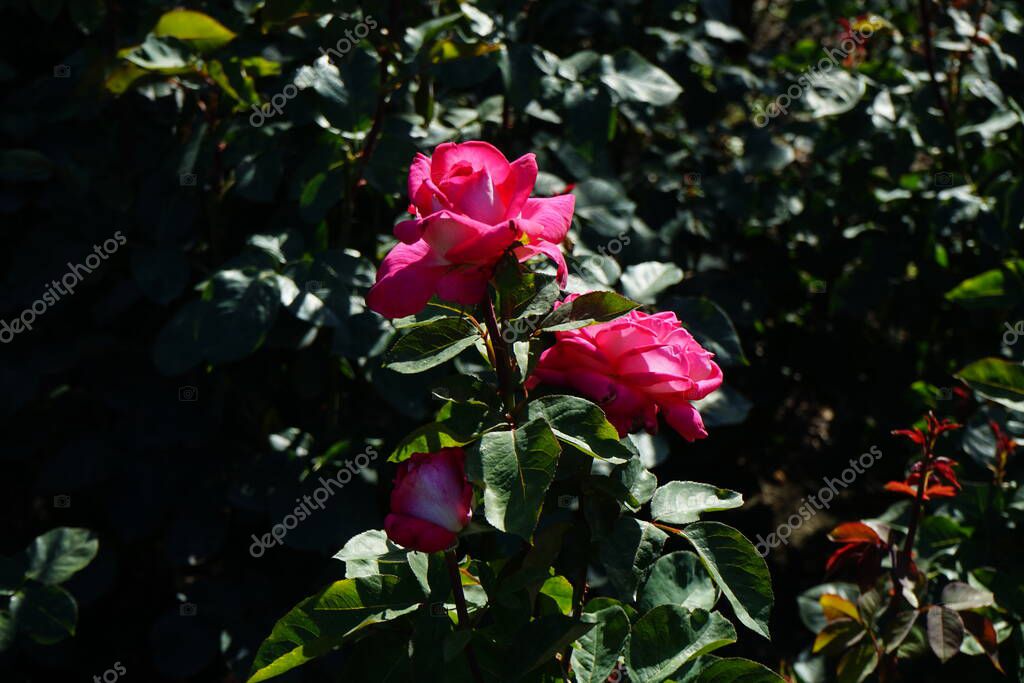 Rose 'Acapella' florece con flores de color rosa-blanco en julio en el ...