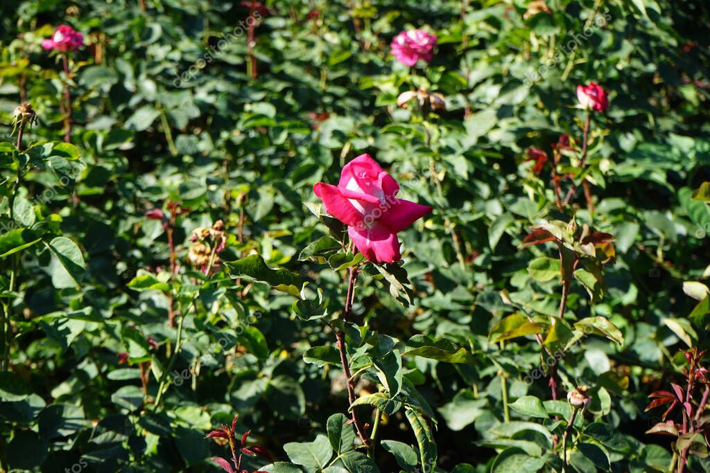 Rose 'Acapella' florece con flores de color rosa-blanco en julio en el ...