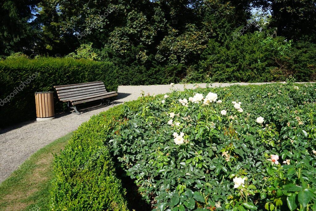 Floribunda rosa, Rosa 'Hermann-Hesse-Rose', florece con cremosas flores ...