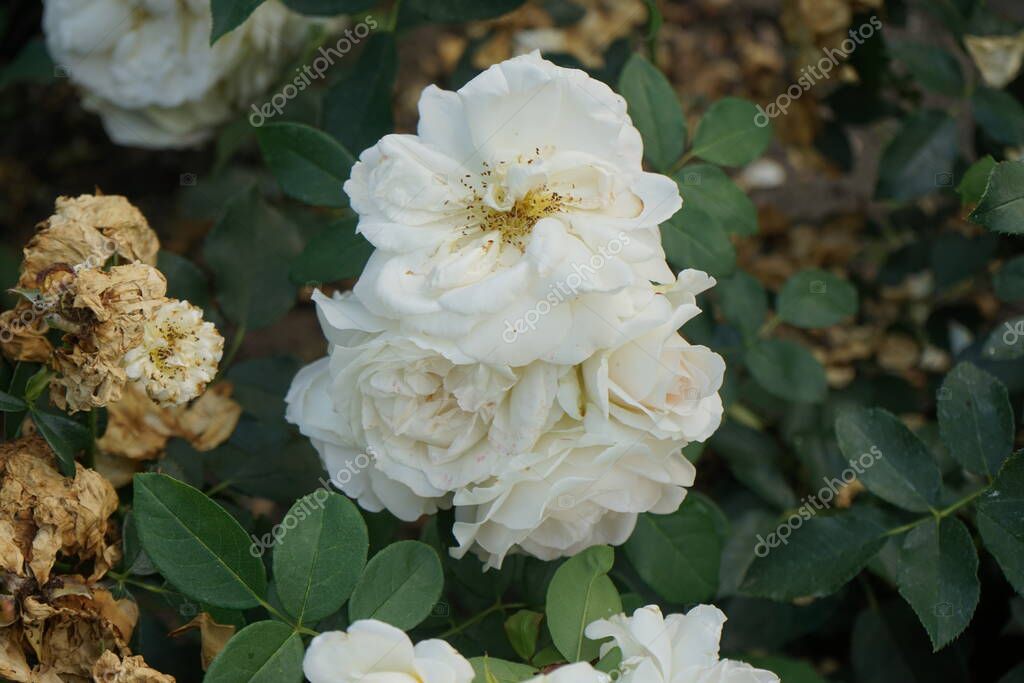 Floribunda rosa, Rosa 'Kosmos', florece con flores blancas cremosas en ...