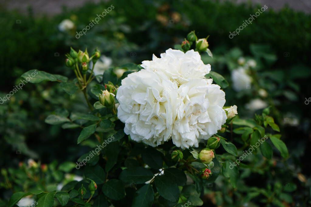 Floribunda rosa, Rosa 'Kosmos', florece con flores blancas cremosas en ...