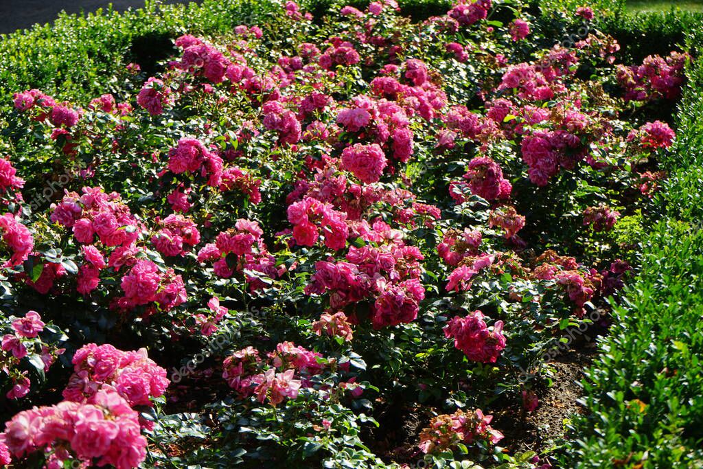 Rosa cubierta de tierra, Rosa 'Palmengarten Frankfurt', florece con ...