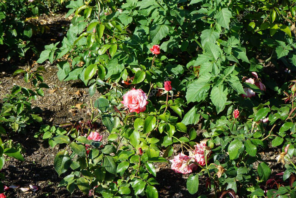 Rosa híbrida de té, Rosa 'Philatelie' florece con flores de mármol ...