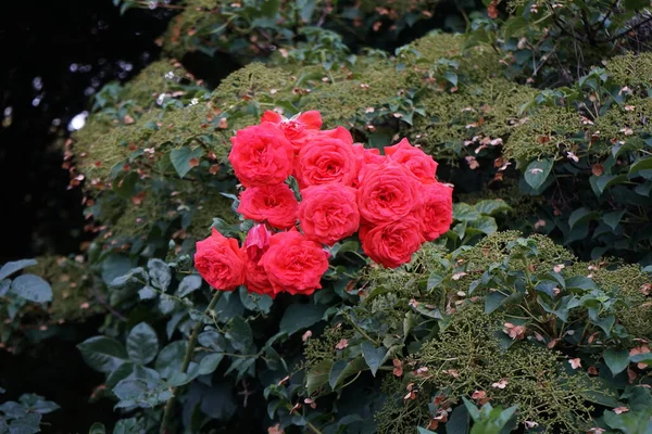 Named the rose valley fotos de stock, imágenes de Named the rose valley ...