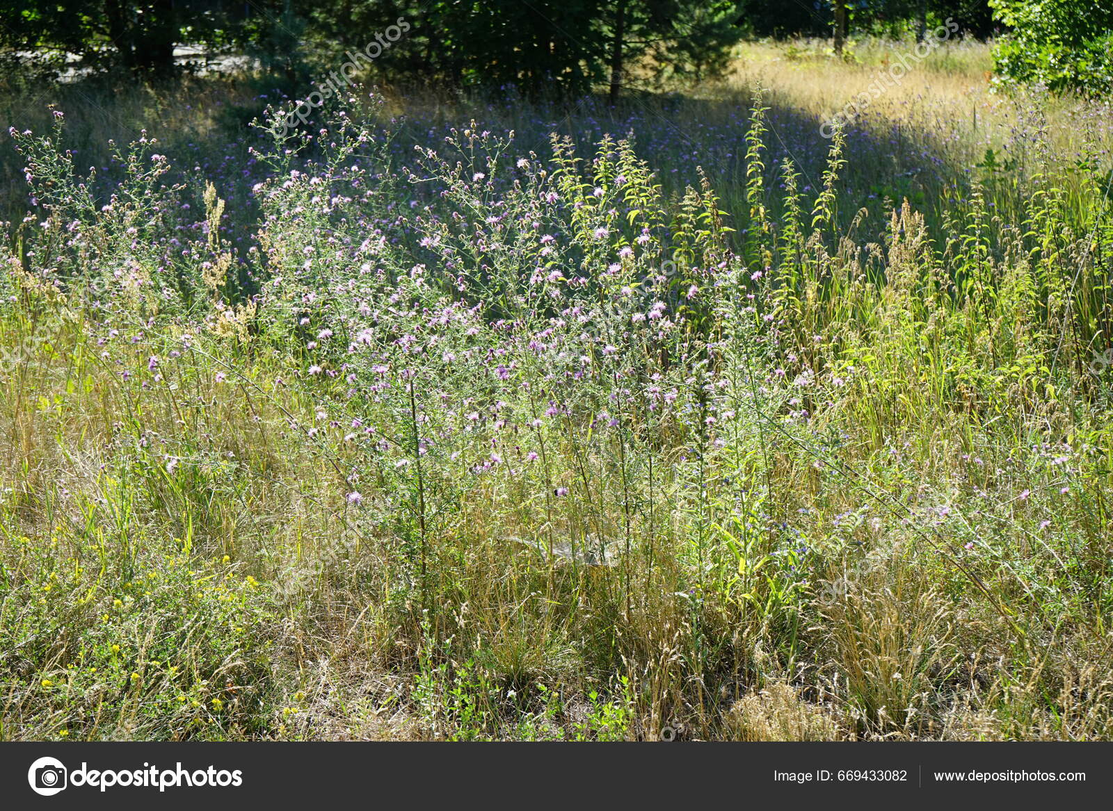 Centaurea Stoebe Blooms Purple Flowers Meadow July Centaurea Stoebe ...