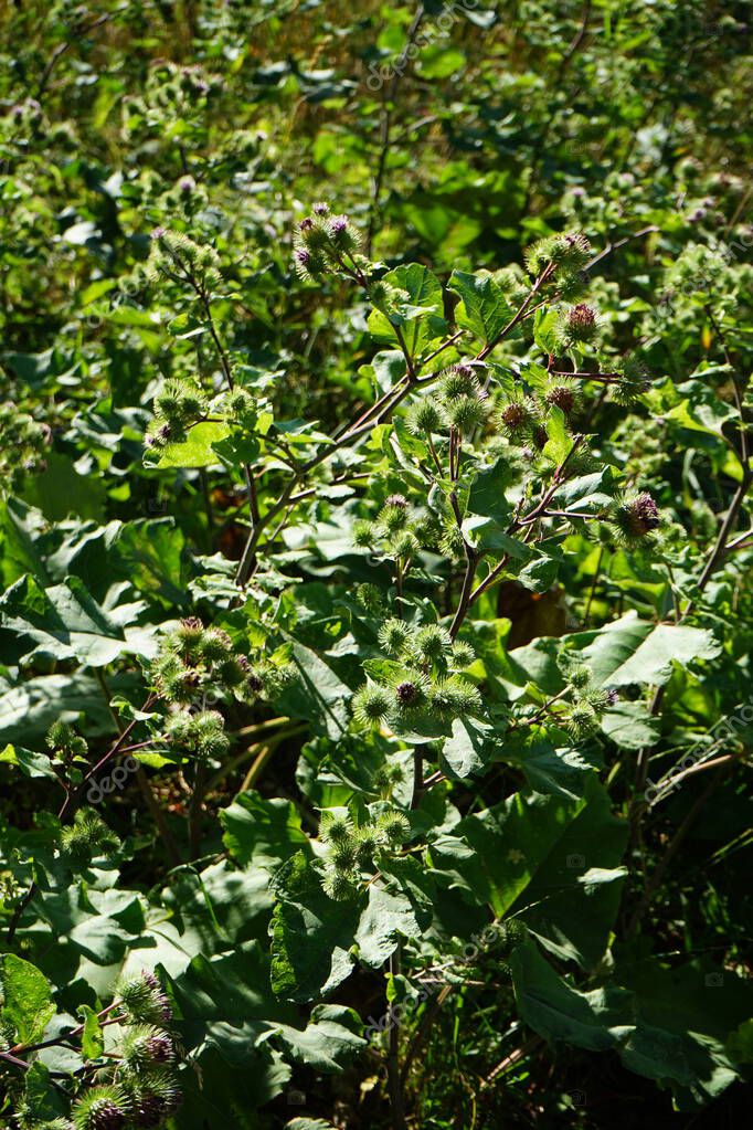 Arctium lappa florece en julio. Arctium lappa, bardana mayor, bardana ...