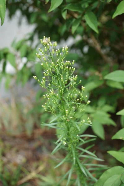 Erigeron canadensis, syn. Conyza canadensis, horseweed, horseweed ...