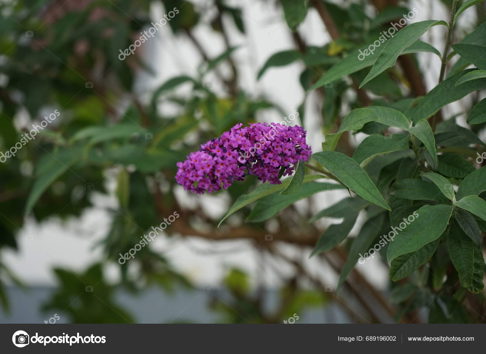 Buddleja Davidii 'Nanho Purple' Blooms September Buddleja Davidii ...