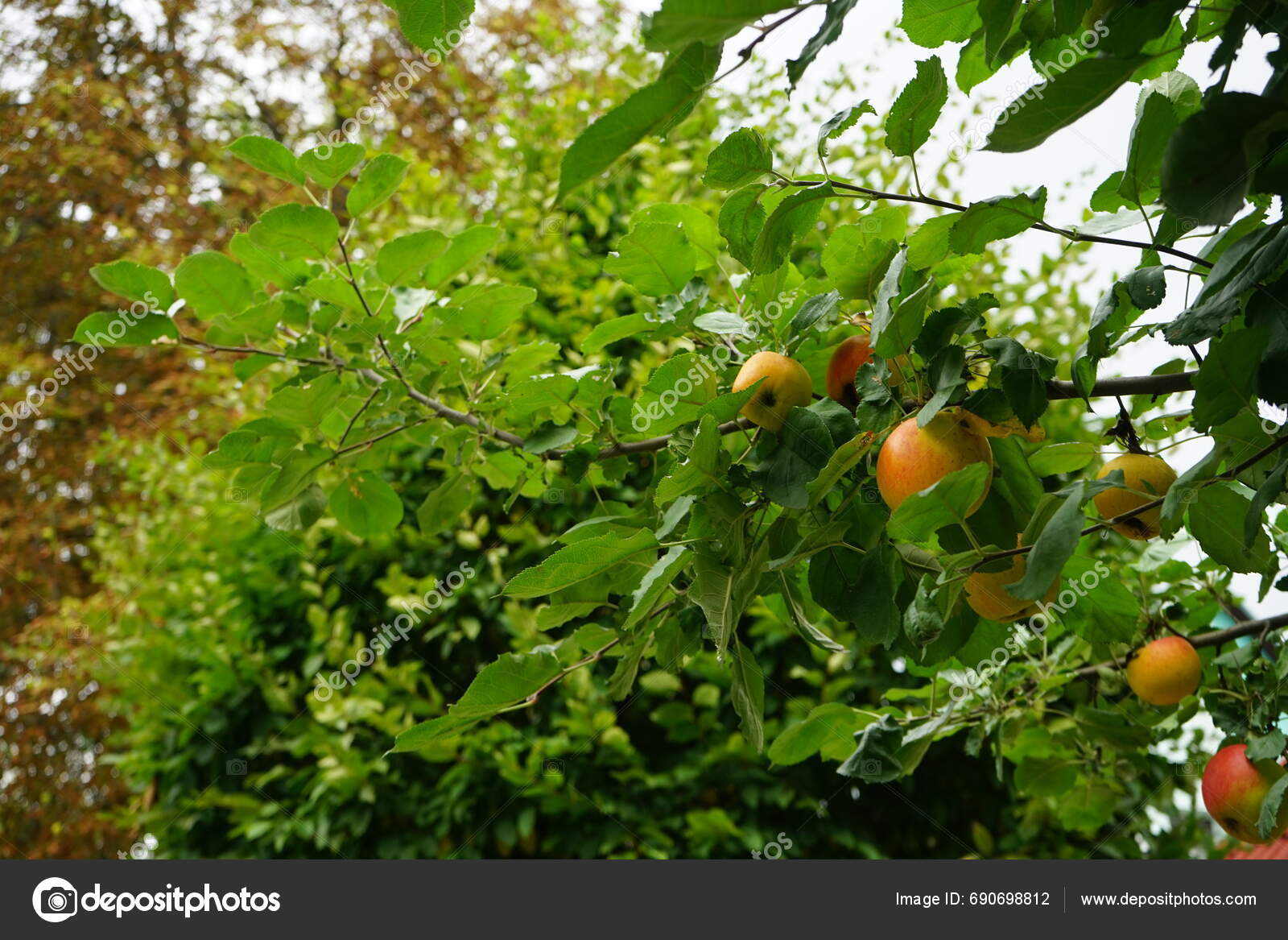 Apple Tree Malus Domestica Fruits Grows September Apple Edible Fruit ...