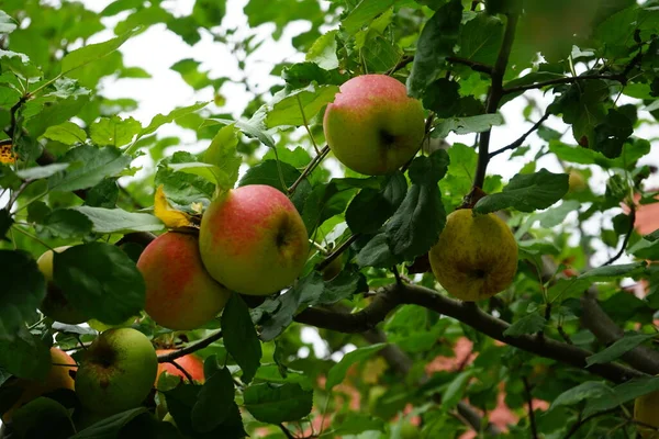 Apple Tree Malus Domestica Fruits Grows September Apple Edible Fruit ...