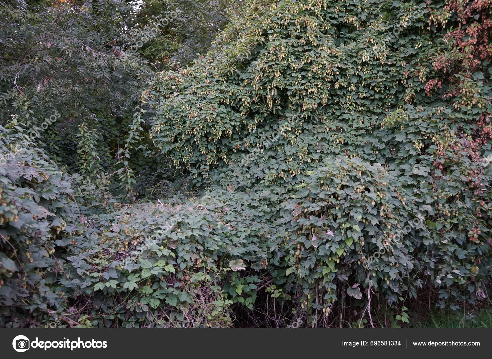 Climbing Plant Humulus Lupulus Grows Autumn Humulus Lupulus Common Hop ...