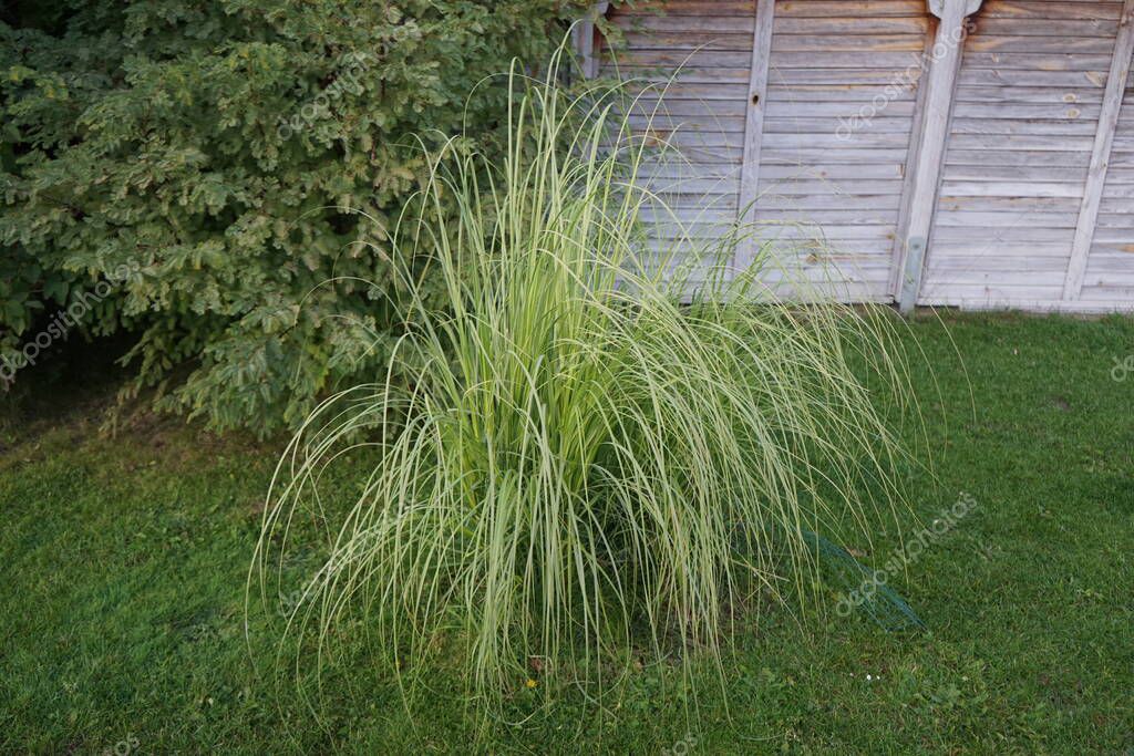 La Cortaderia selloana crece en otoño. Cortaderia selloana es una ...