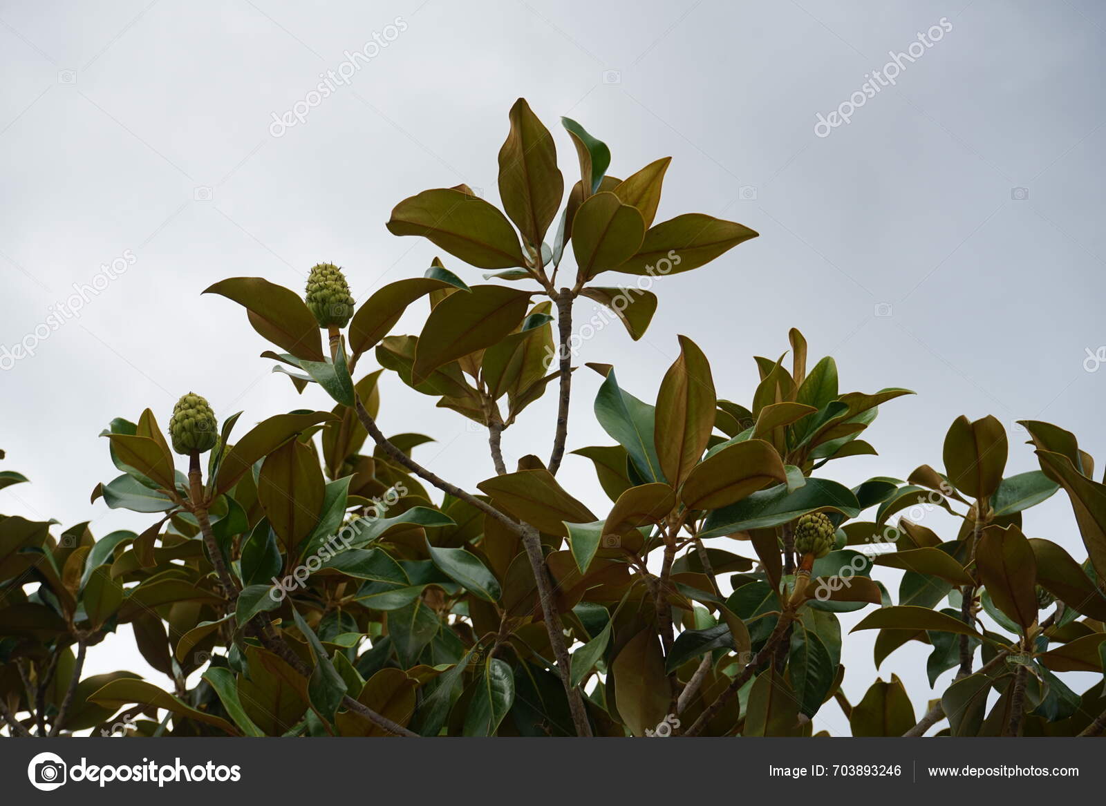 Magnolia Grandiflora Bears Fruit August Magnolia Grandiflora Southern ...
