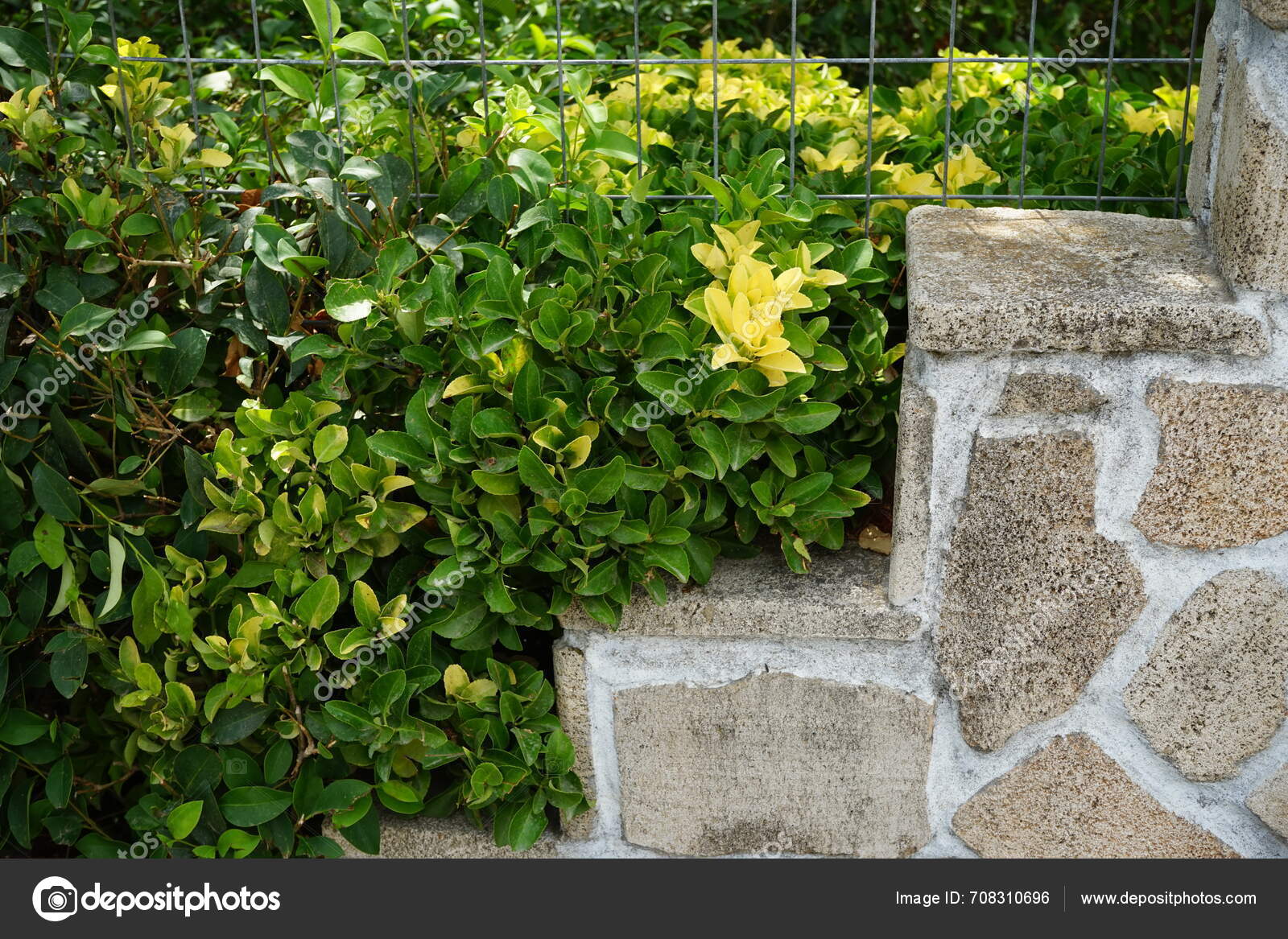 Euonymus Japonicus Grows August Euonymus Japonicus Evergreen Spindle ...