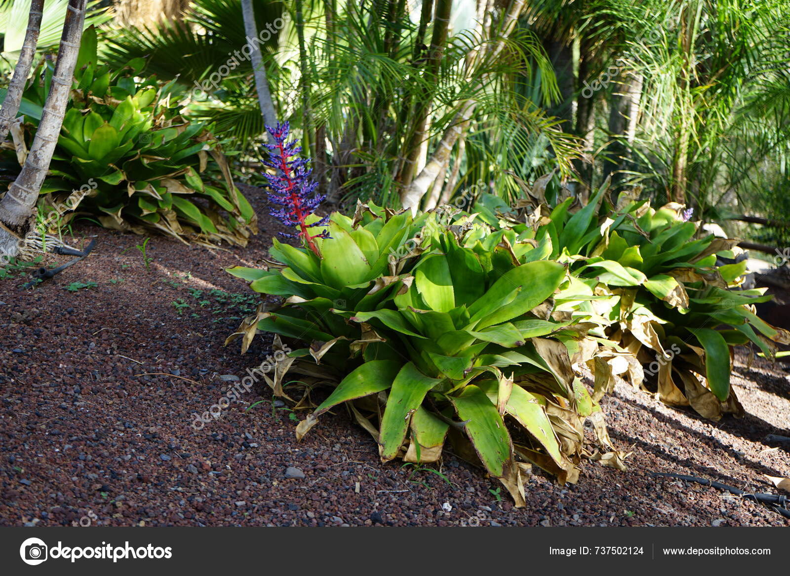 Aechmea Fendleri Blooms November Aechmea Fendleri Species Bromeliad ...
