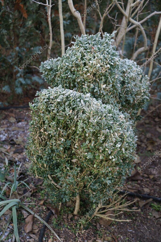 Un arbusto de boj, Buxus sempervirens, recortado en forma de ave bajo ...