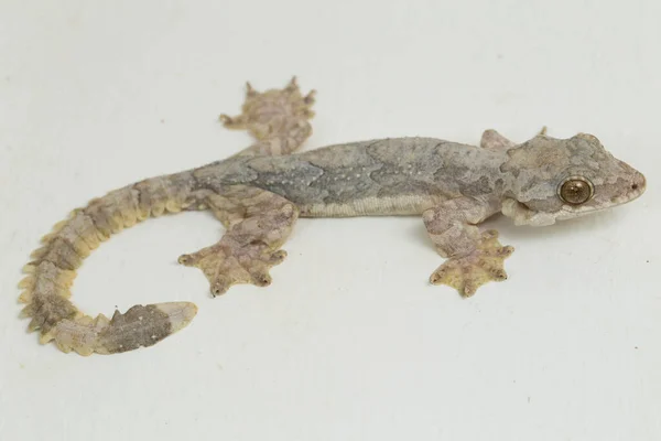 Triturus marmoratus fotos de stock, imágenes de Triturus marmoratus sin ...