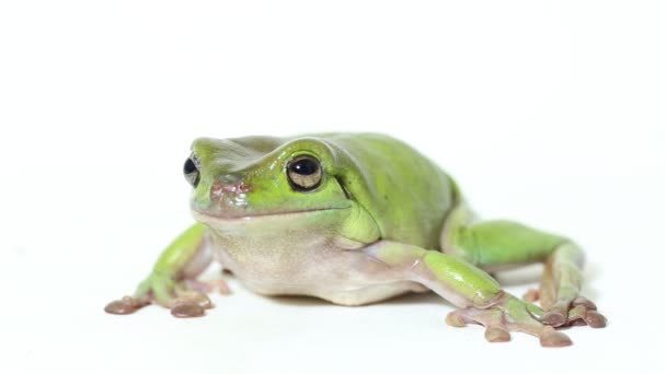 10,575 Une grenouille Stock Videos, 4K & HD Footage | Depositphotos