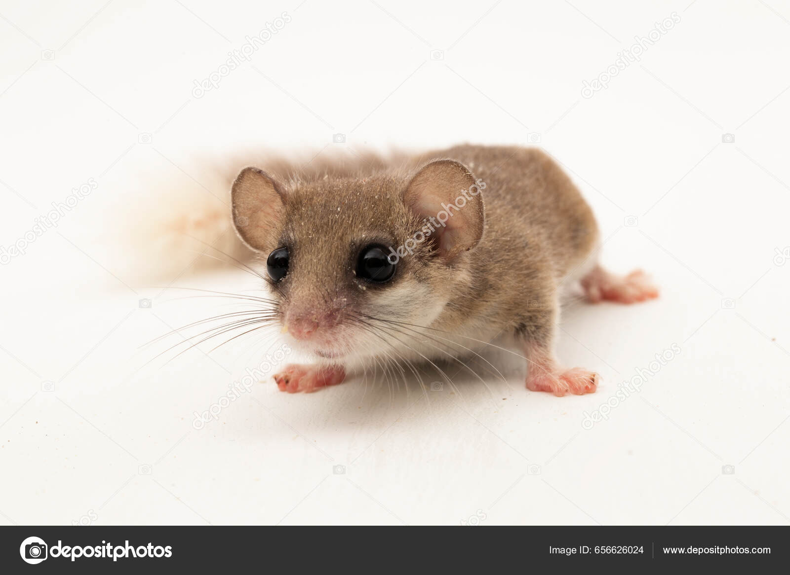 African Pygmy Mouse
