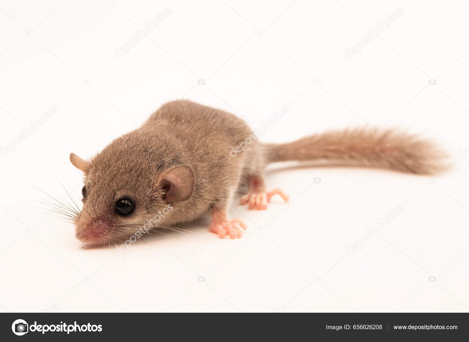 African Pygmy Dormouse