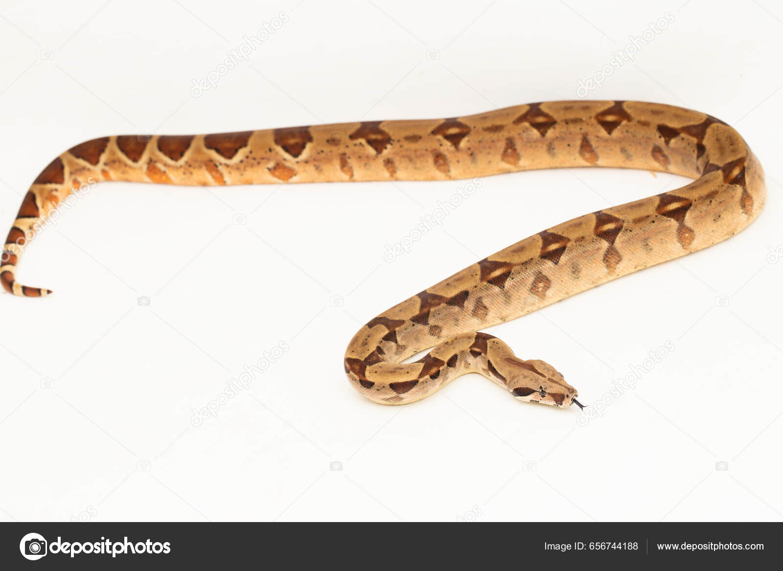 Serpiente Boa Constrictor Salmón Aislada Sobre Fondo Blanco — Foto de ...