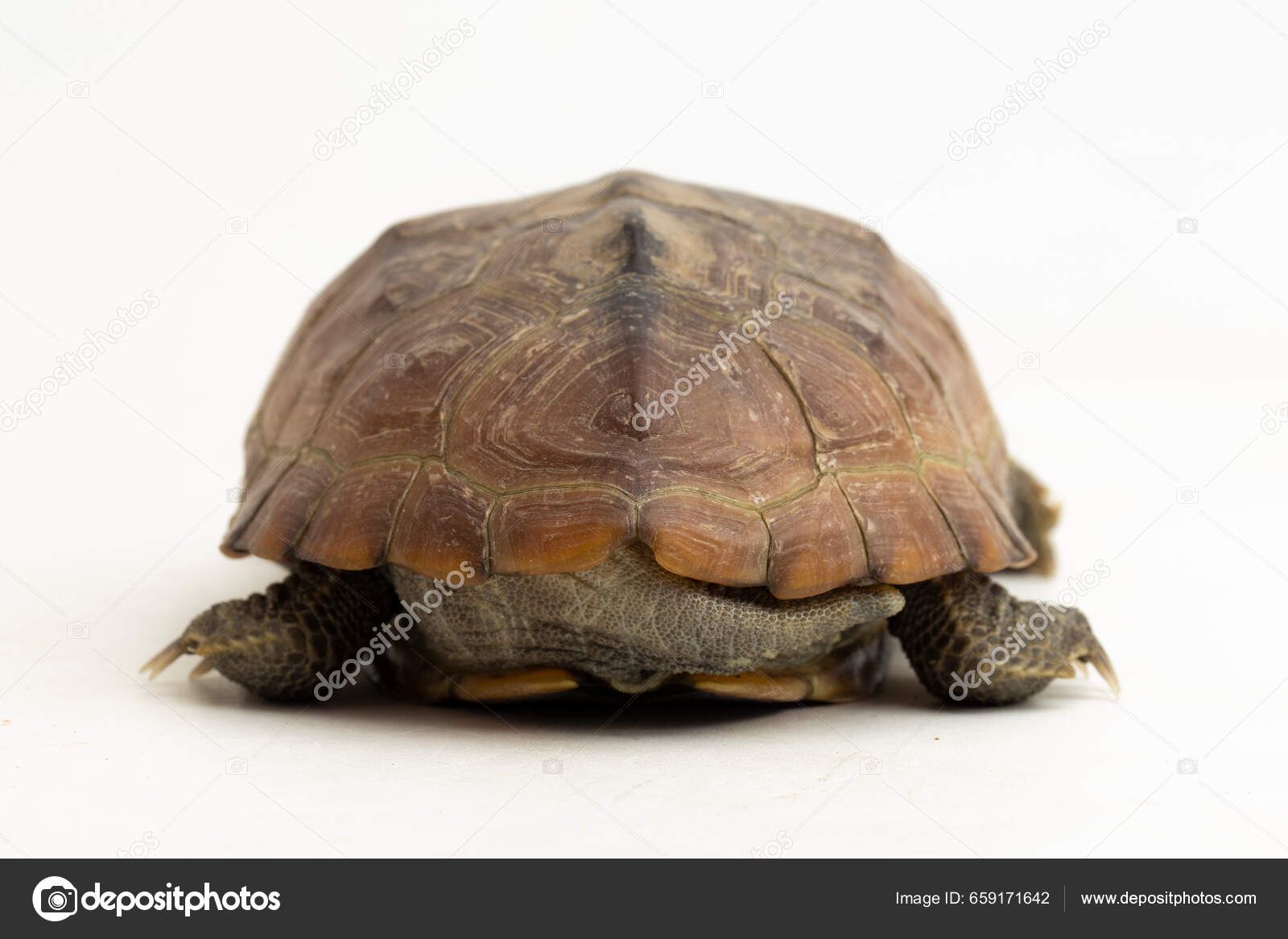 Sternotherus Carinatus