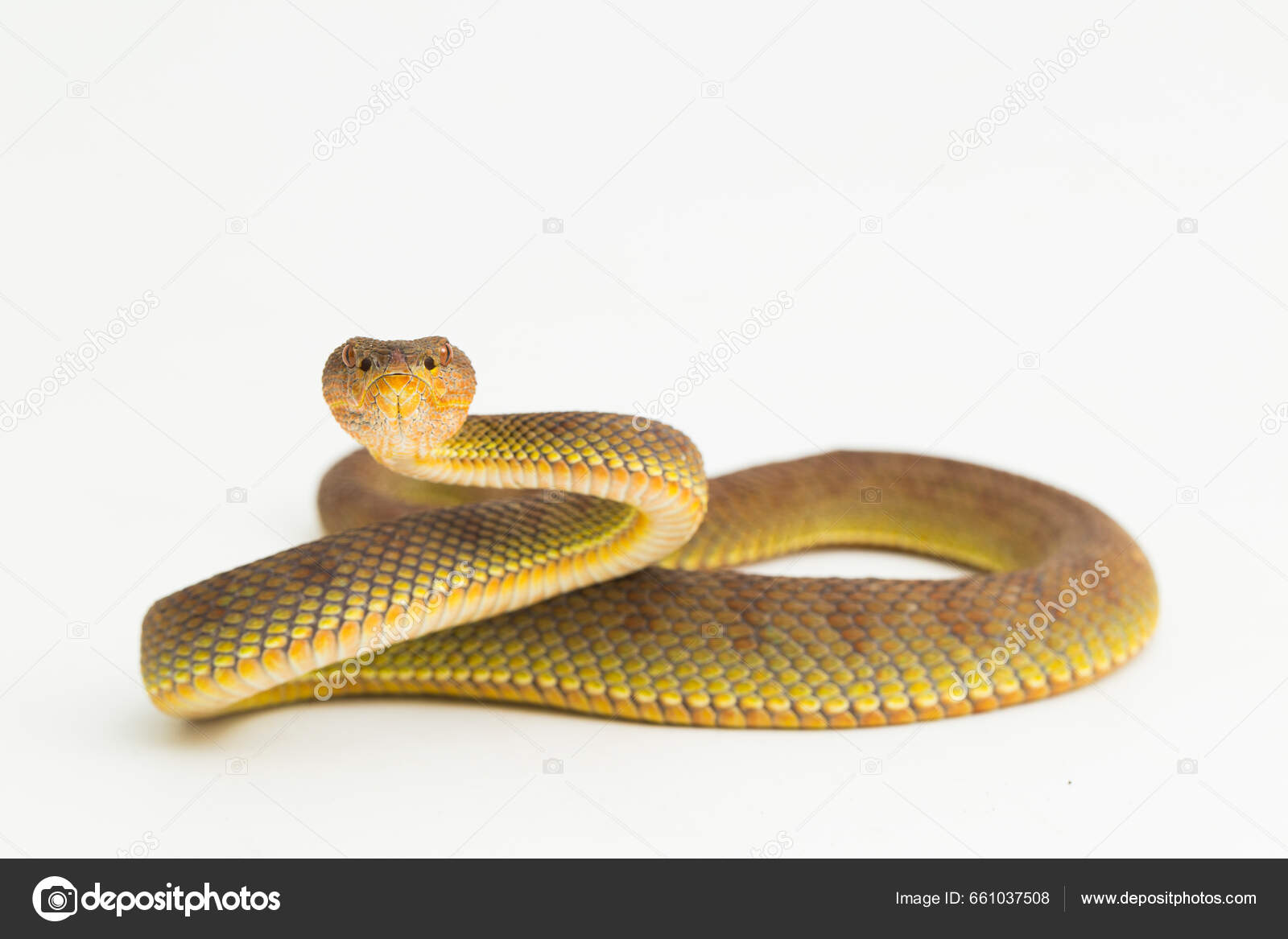 Trimeresurus Purpureomaculatus Mangrove Pit Viper Snake Shore Pit Viper ...