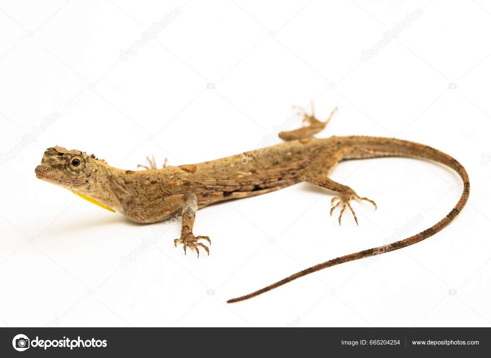 Naga Terbang Atau Kadal Terbang Draco Volans Terisolasi Pada Latar ...